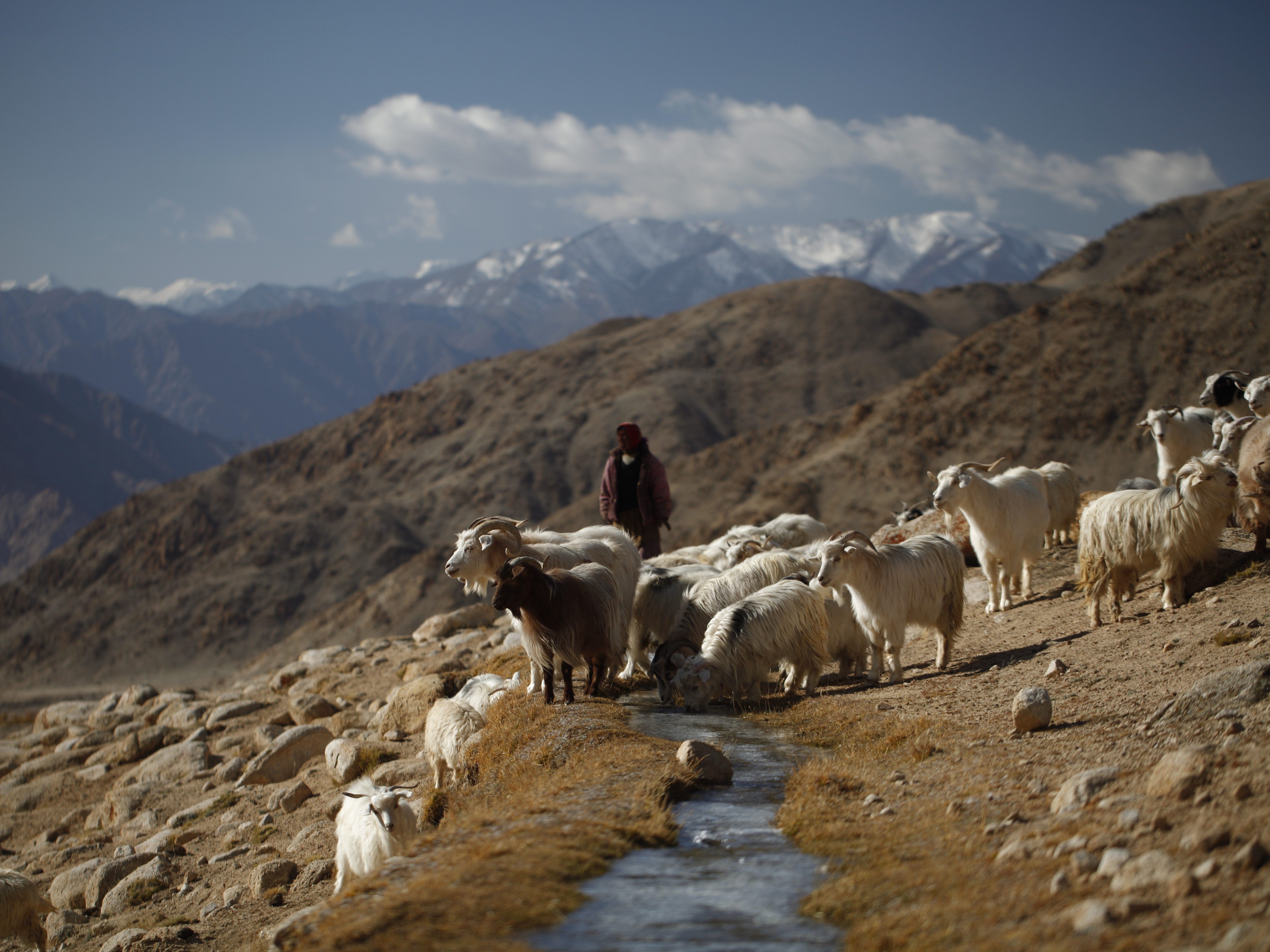 Pashmina: A Legacy Untold – Pashma